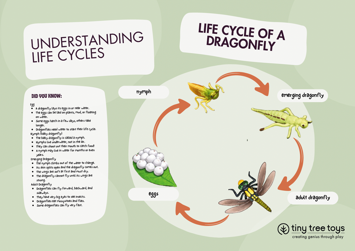 FREE Printable Life Cycle of a Dragonfly – tiny tree toys
